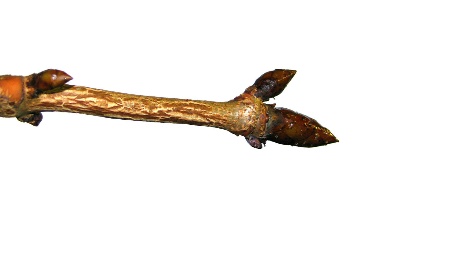 How to Identify Trees: A Simple Guide - Woodland Trust