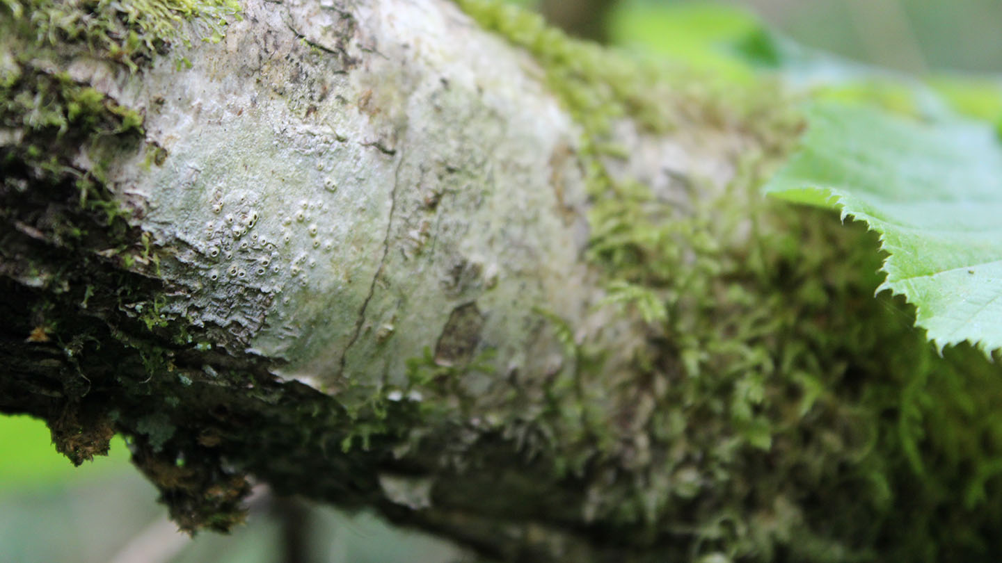 Barnacle Lichen (Thelotrema lepadinum) - Woodland Trust