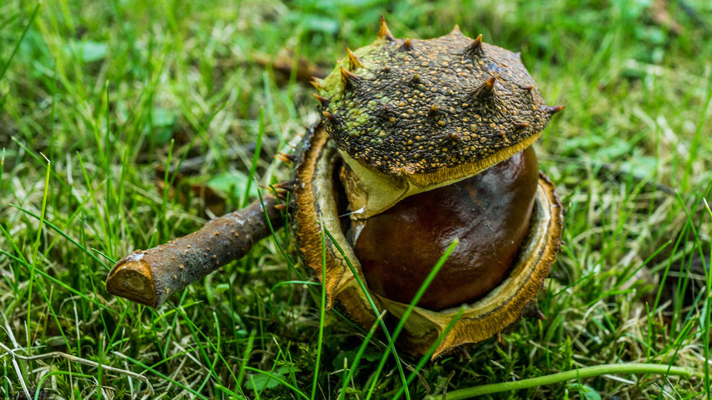 Horse Chestnut (Aesculus hippocastanum) - Woodland Trust