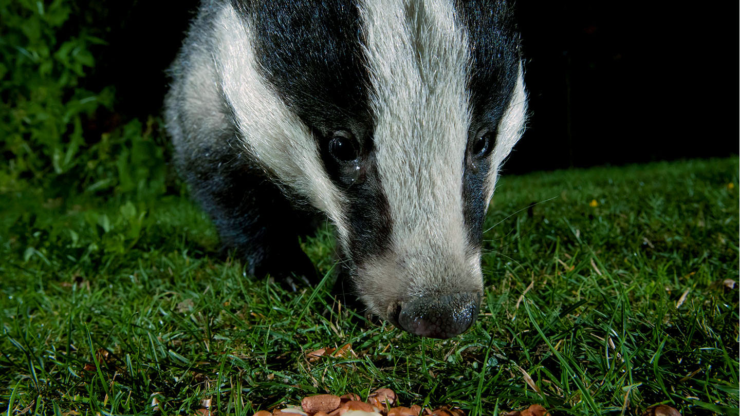 Badger (Meles meles) - British Mammals - Woodland Trust