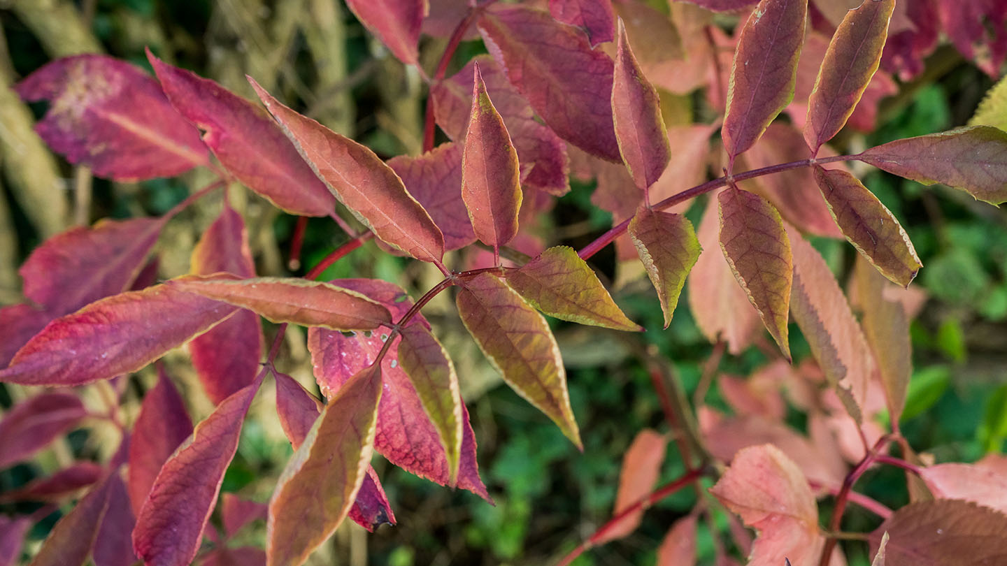 Elder (Sambucus nigra) – British Trees - Woodland Trust