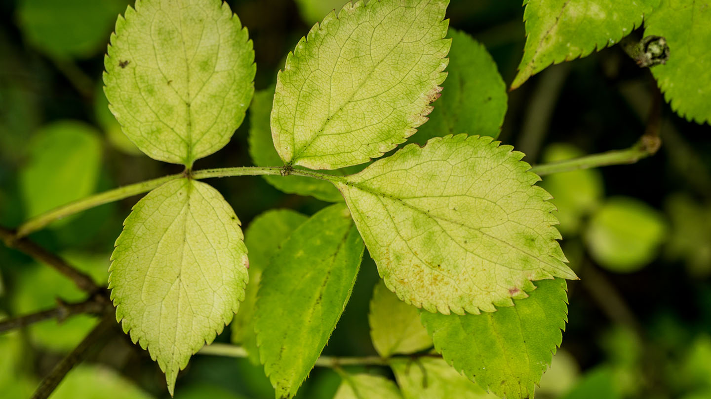 Elder (Sambucus nigra) – British Trees - Woodland Trust