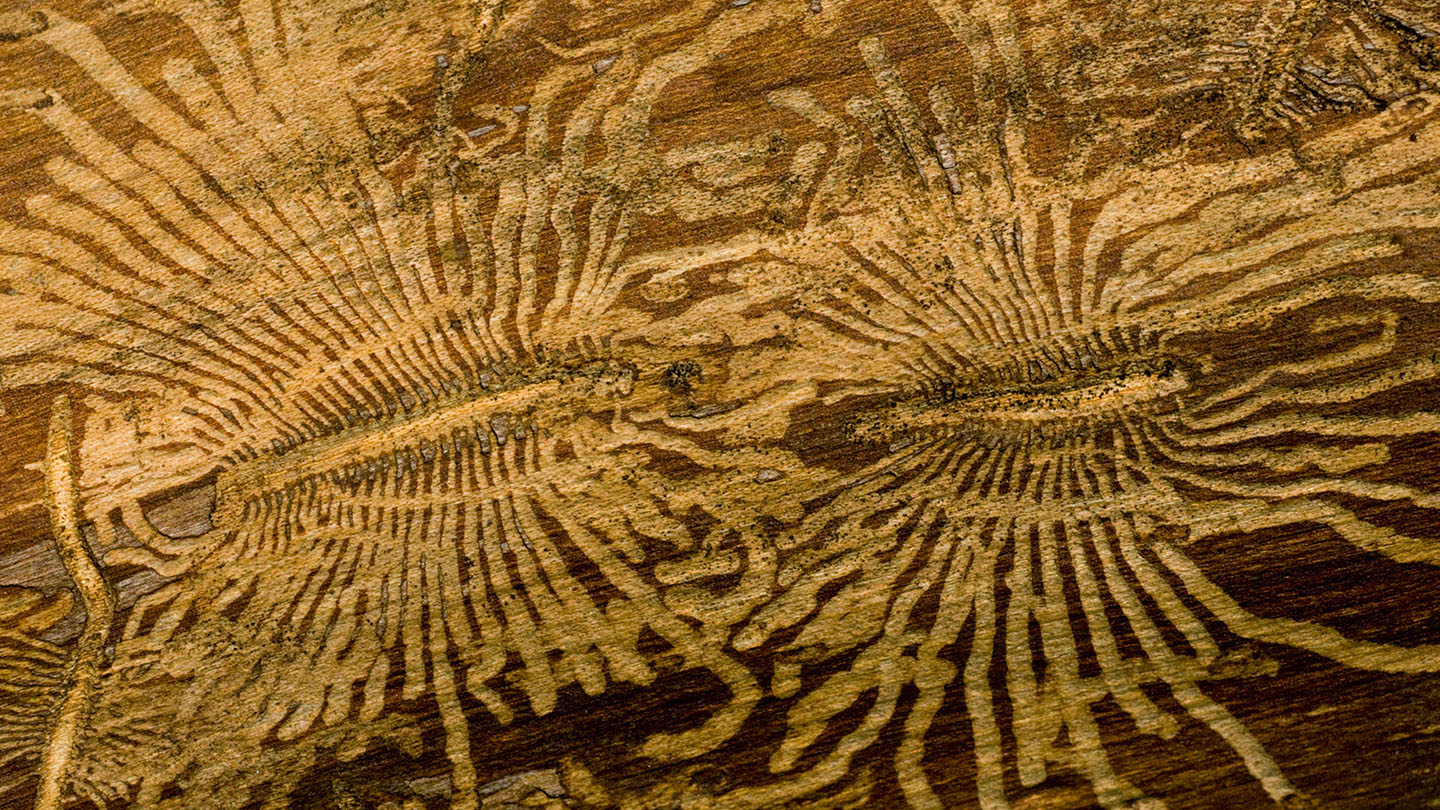 Dutch Elm Disease (Ophiostoma novo-ulmi) - Woodland Trust