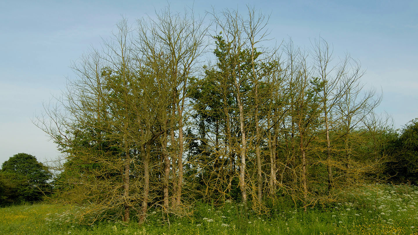 Dutch Elm Disease (Ophiostoma novo-ulmi) - Woodland Trust