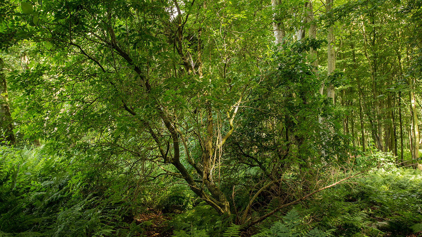 Elder (Sambucus nigra) – British Trees - Woodland Trust