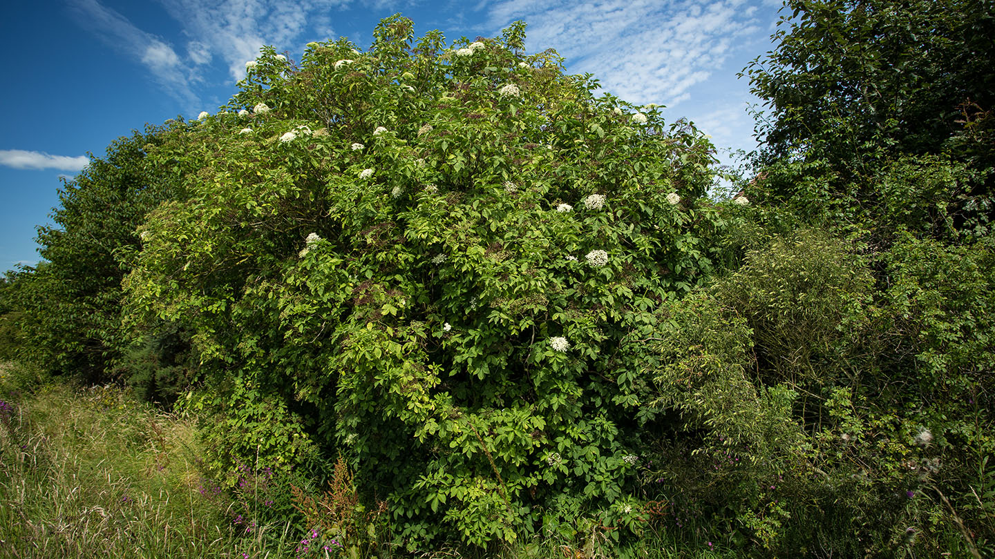 How to Identify and Use Elderflower - Woodland Trust