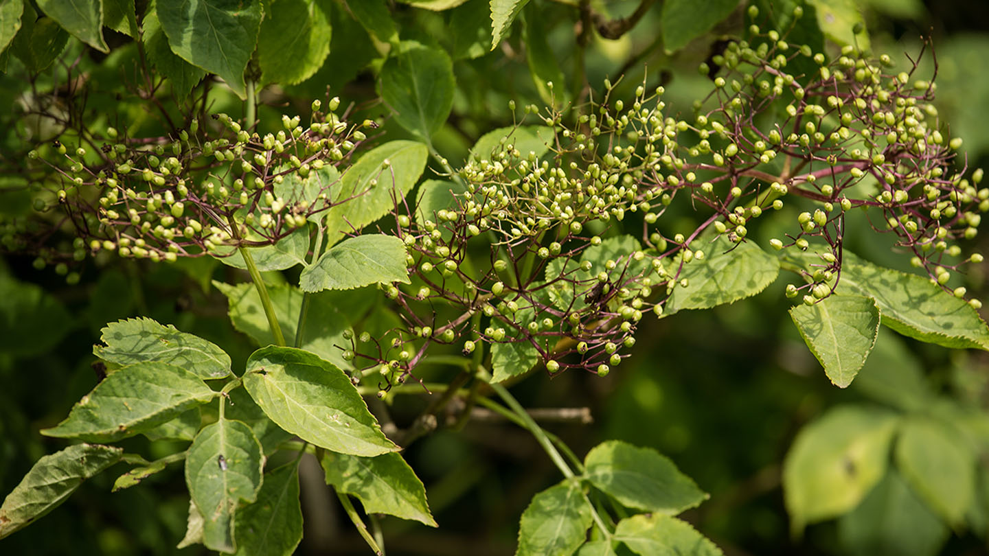 Elder (Sambucus nigra) – British Trees - Woodland Trust