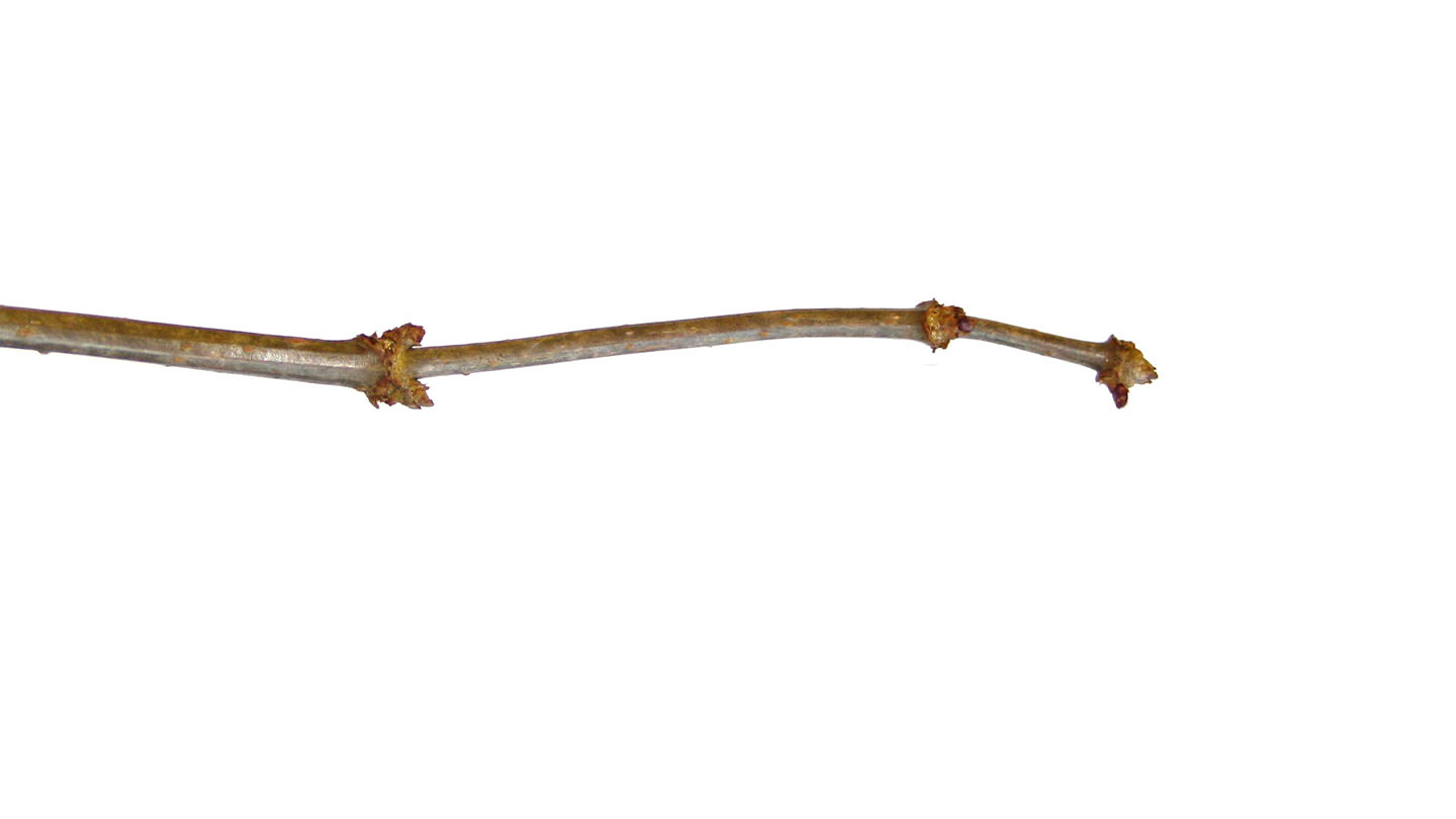 Elder (Sambucus nigra) – British Trees - Woodland Trust