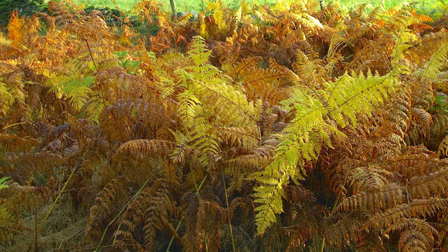 Bracken (Pteridium aquilinum) - British Plants - Woodland Trust