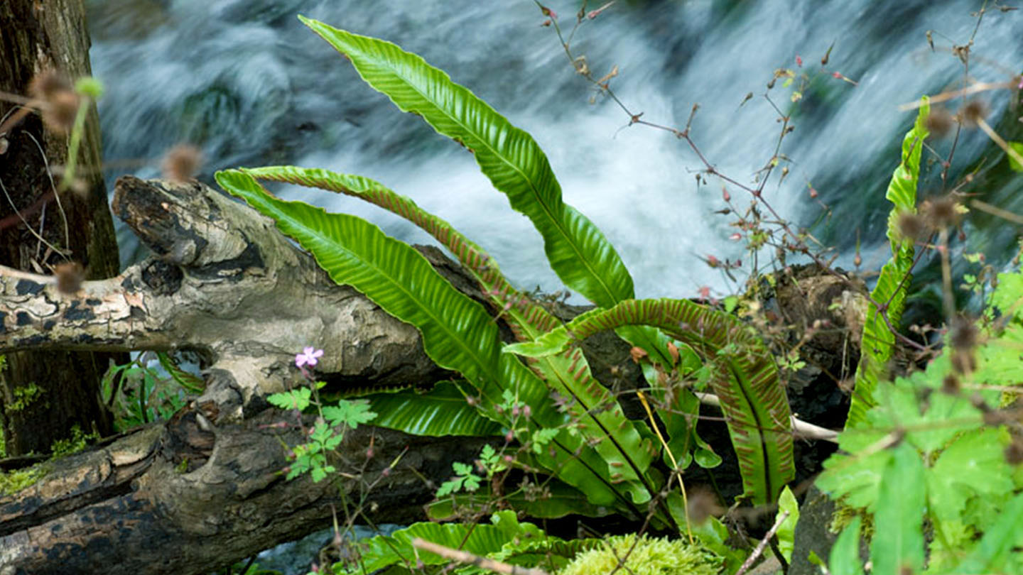 Hart's Tongue Fern (A. scolopendrium) - Woodland Trust