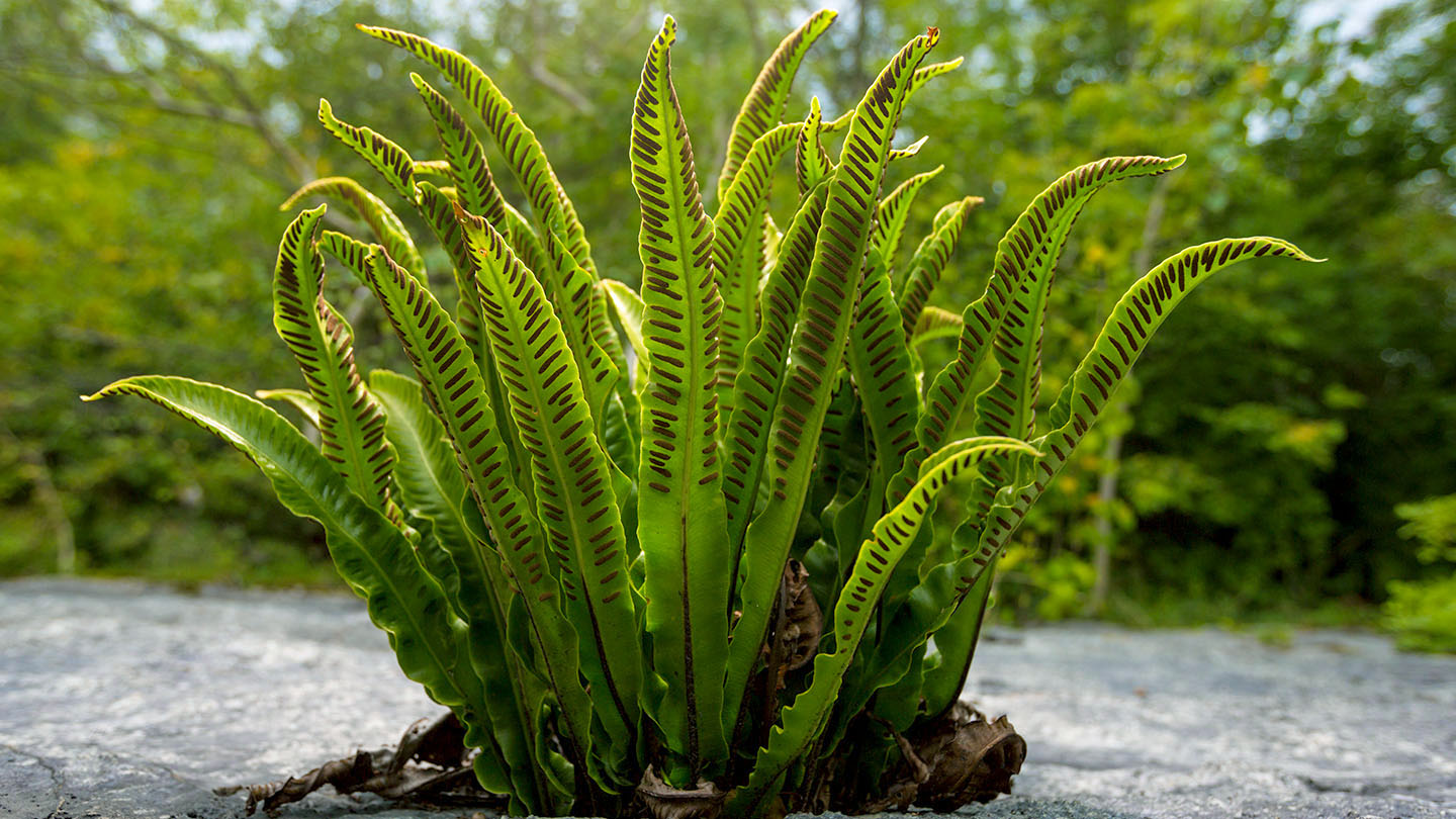 Hart's Tongue Fern (A. scolopendrium) - Woodland Trust