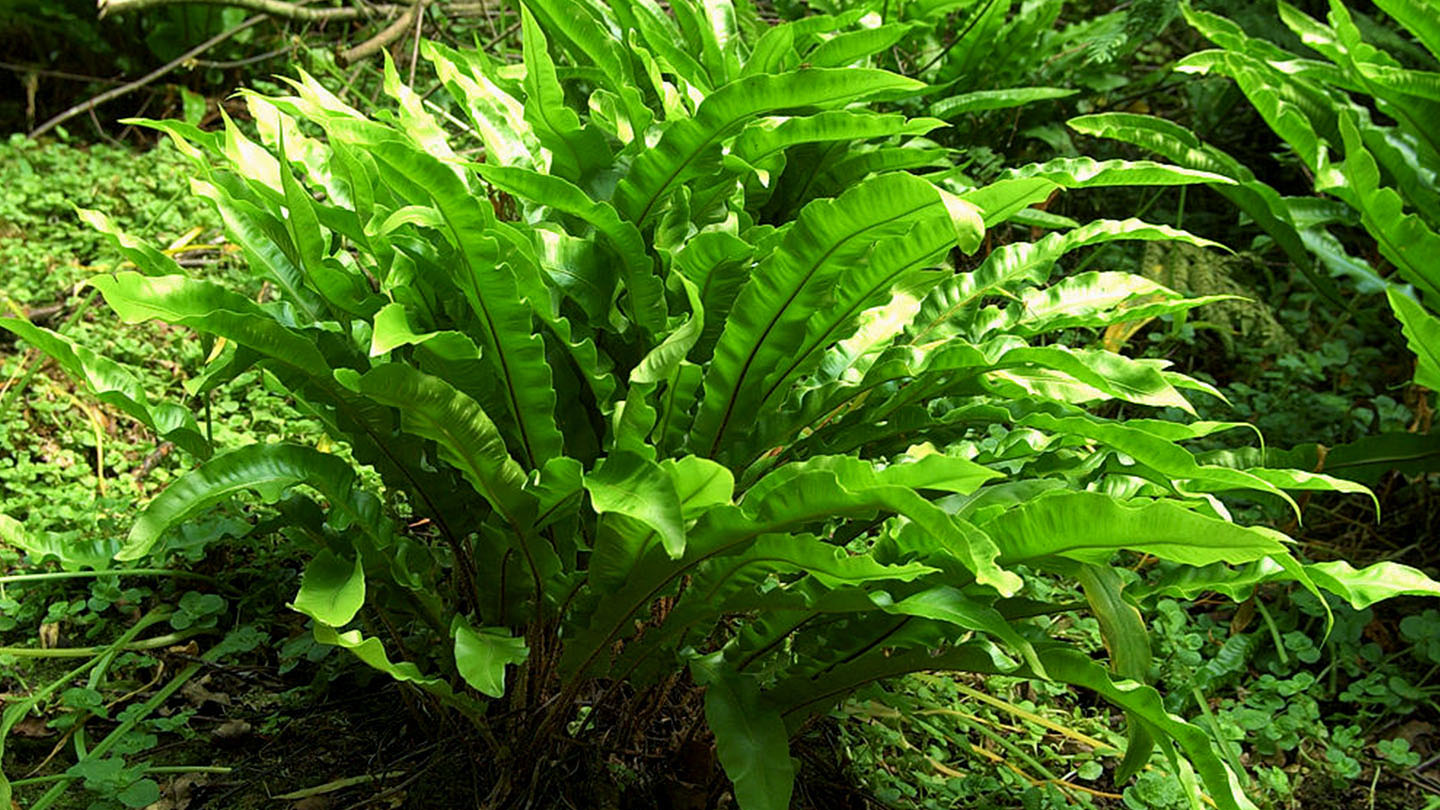Hart's Tongue Fern (A. scolopendrium) - Woodland Trust