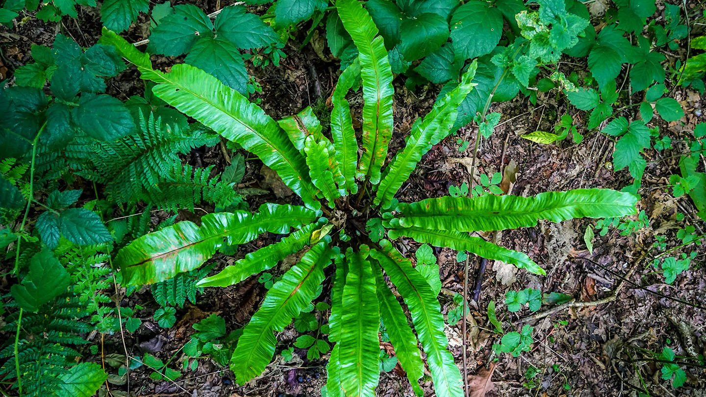 Hart's Tongue Fern (A. scolopendrium) - Woodland Trust