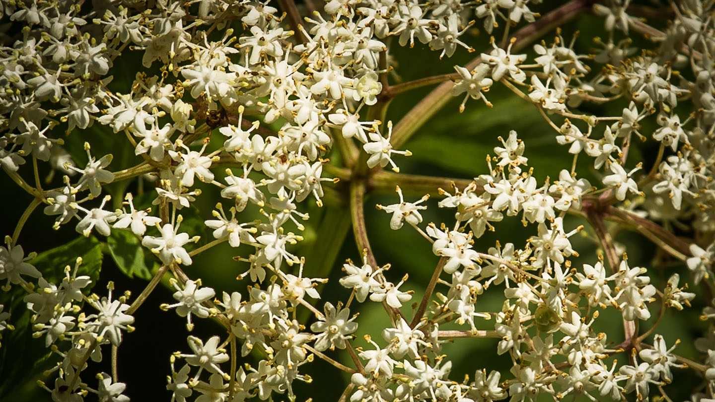Elder (Sambucus nigra) – British Trees - Woodland Trust