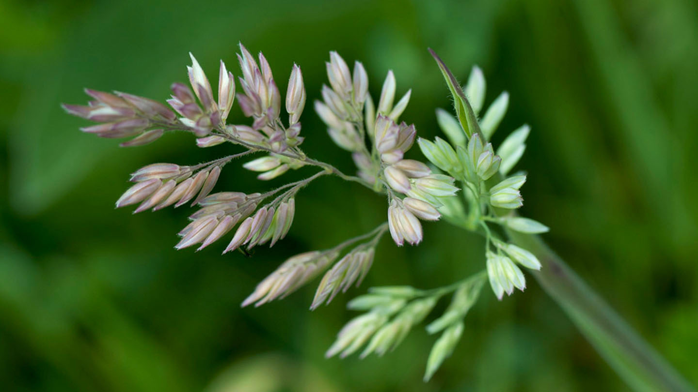 Yorkshire Fog Grass (Holcus lanatus) - Woodland Trust