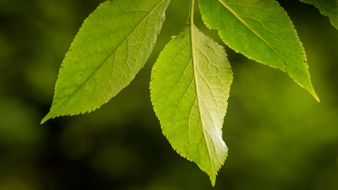 Elder (Sambucus nigra) – British Trees - Woodland Trust