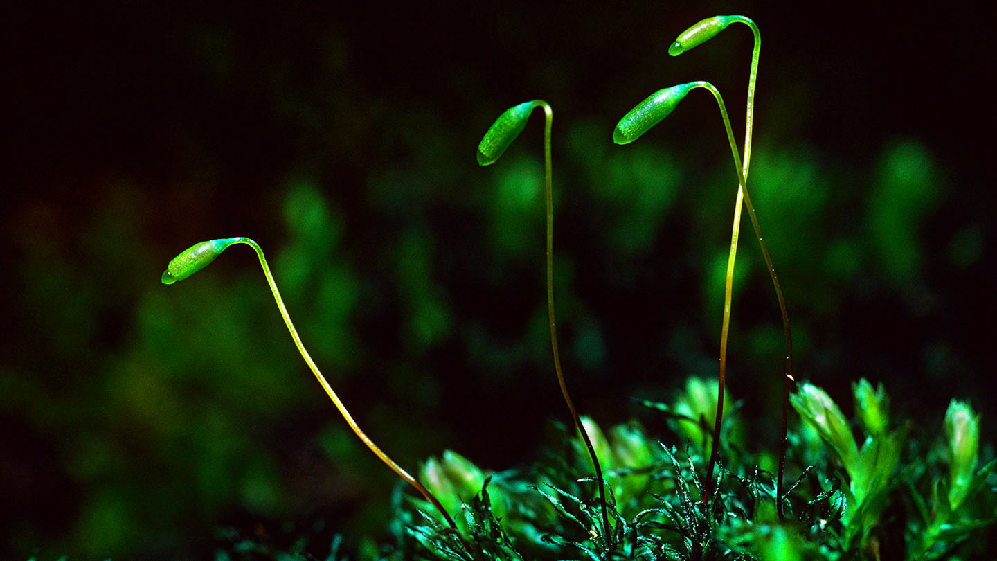 Swan's Neck Thyme Moss (Mnium hornum) - Woodland Trust
