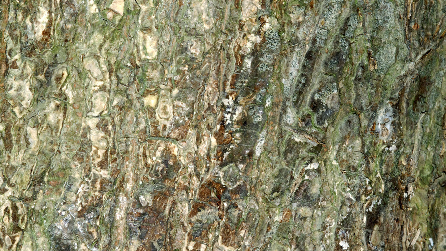 Field Elm (Ulmus minor) - British Trees - Woodland Trust