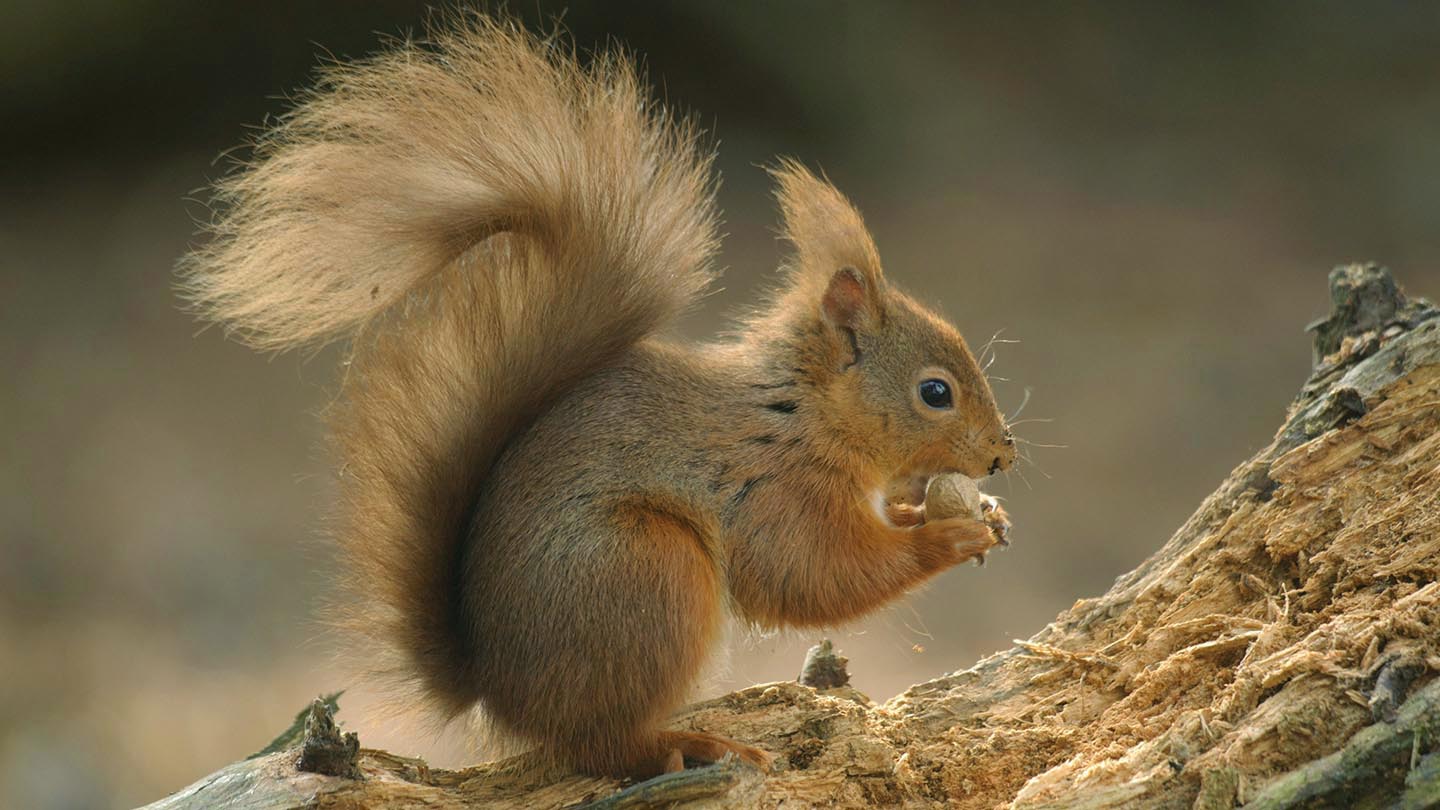 Portmoak Moss - Woodland Trust