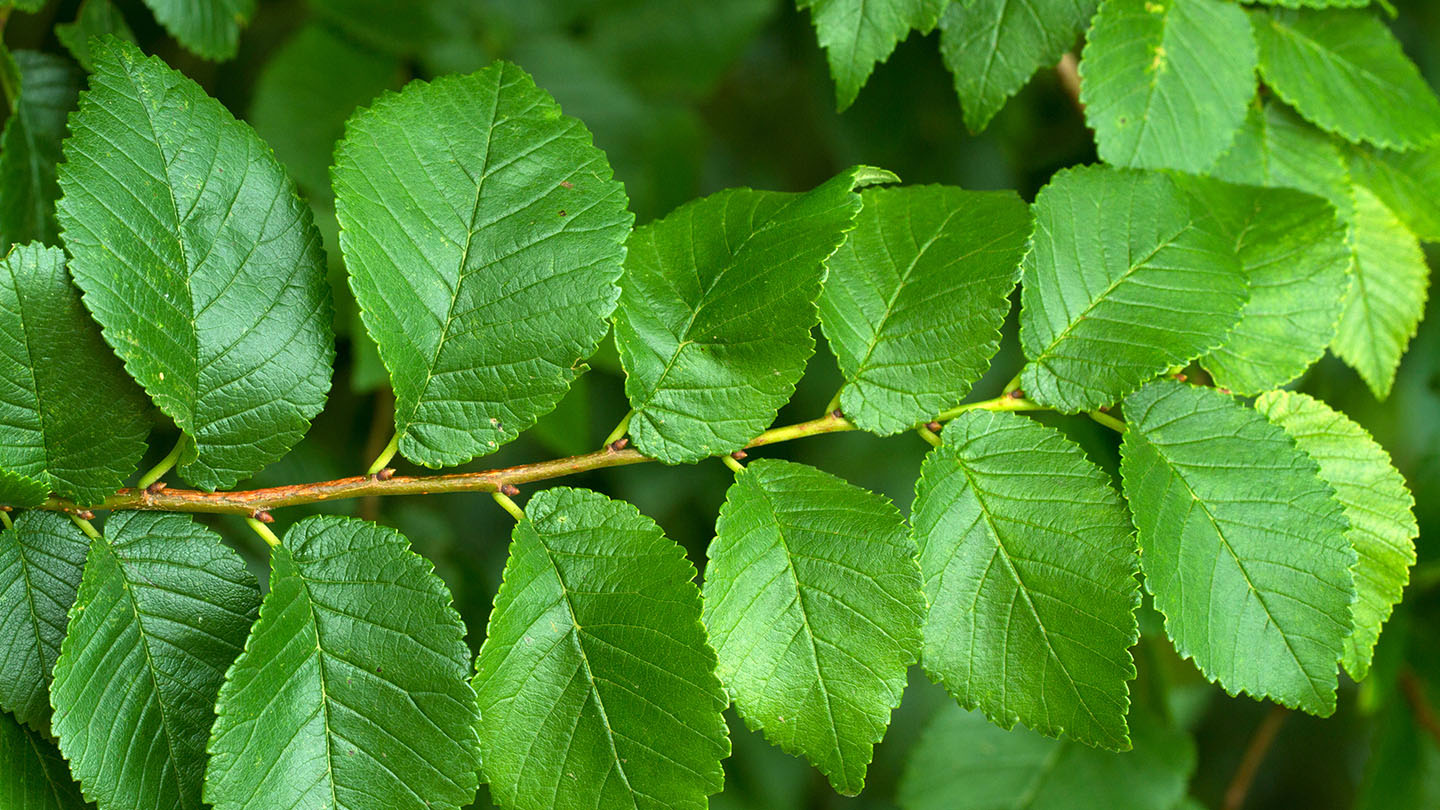 Field Elm (Ulmus minor) - British Trees - Woodland Trust