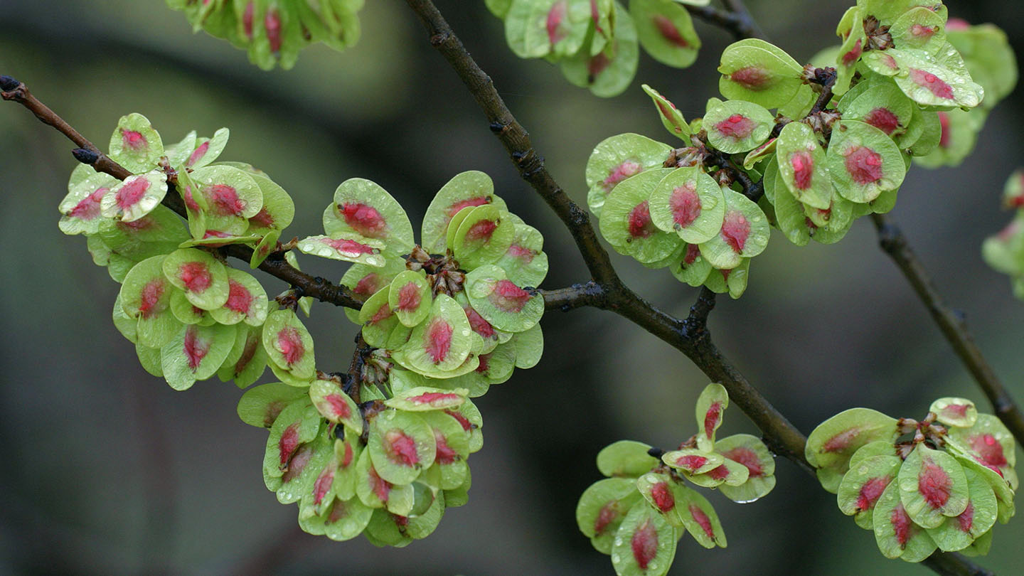 Field Elm (Ulmus minor) - British Trees - Woodland Trust