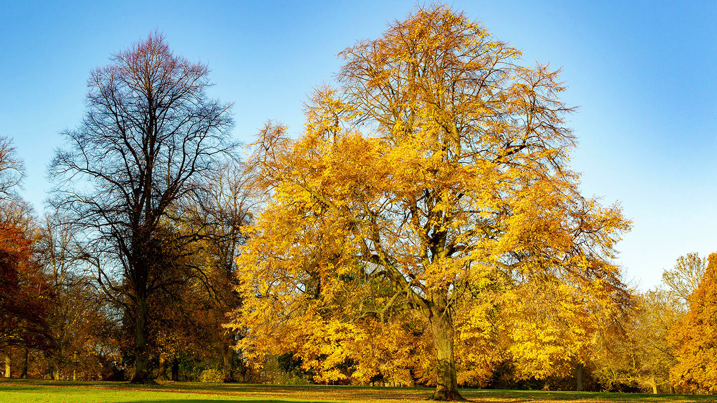 Field Elm (Ulmus minor) - British Trees - Woodland Trust
