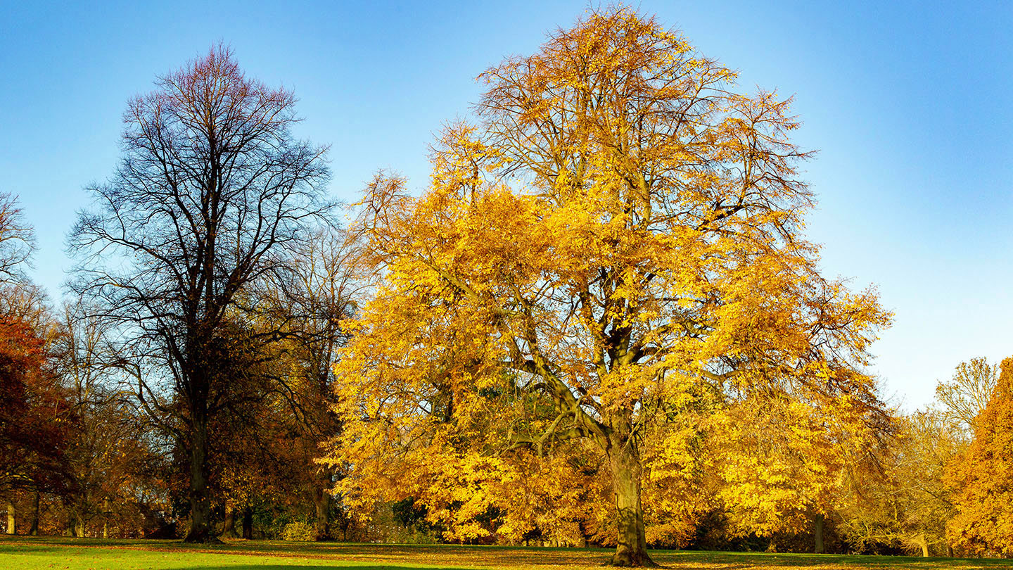 Field Elm (Ulmus minor) - British Trees - Woodland Trust