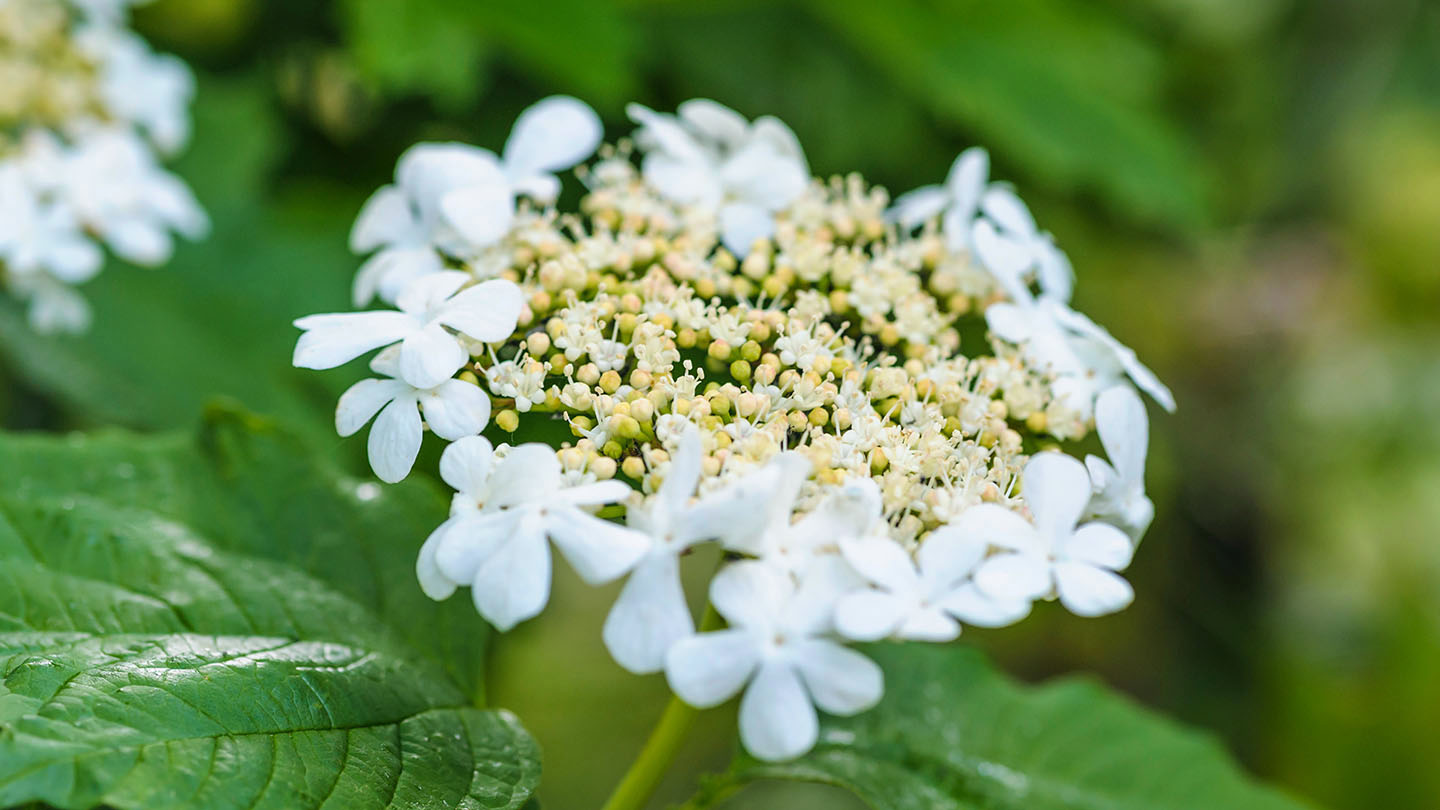 Wayfaring tree (Viburnum lantana) - Woodland Trust