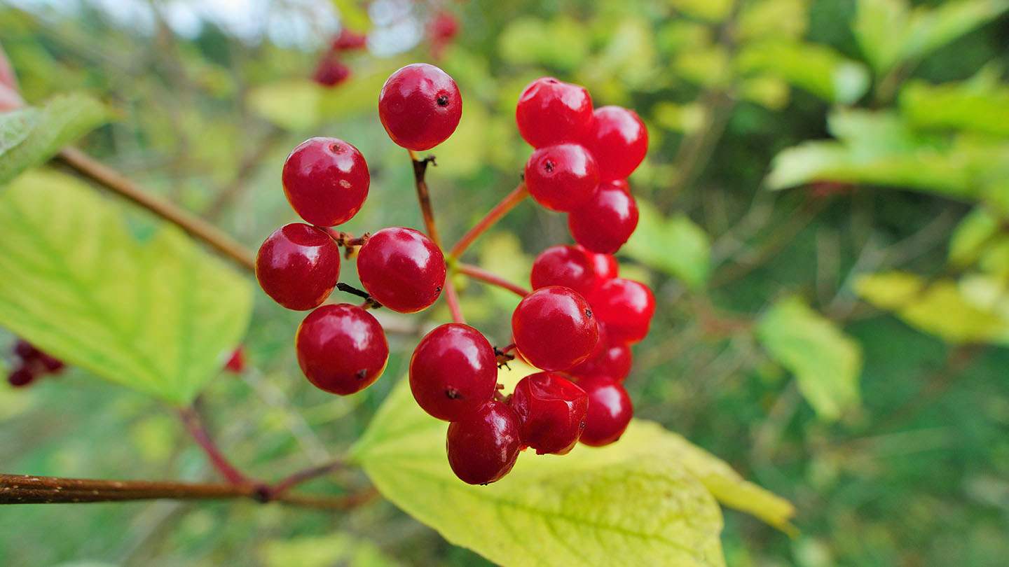 Guelder Rose (Viburnum opulus) - Woodland Trust