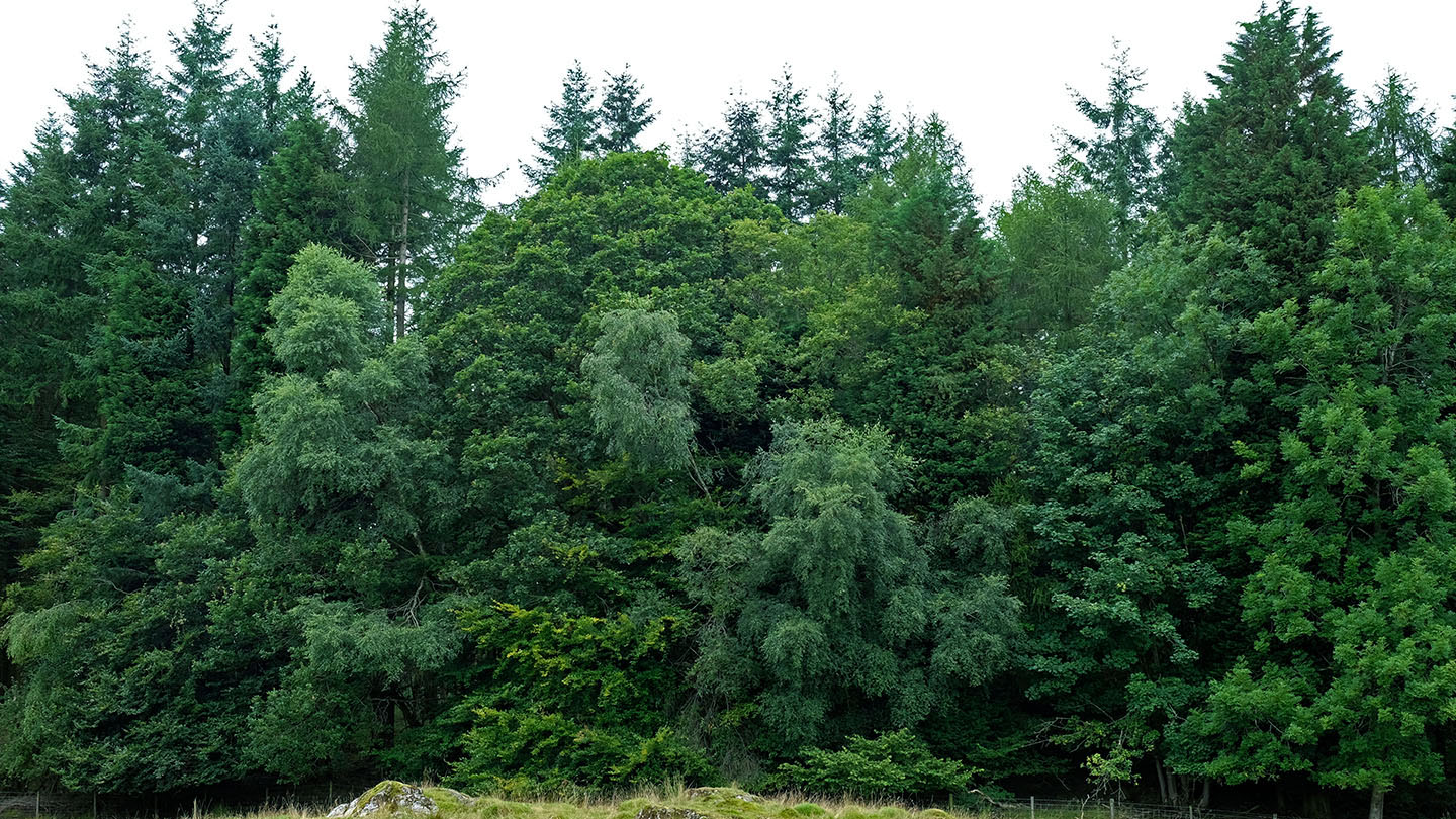 Western Hemlock (Tsuga heterophylla) - Woodland Trust