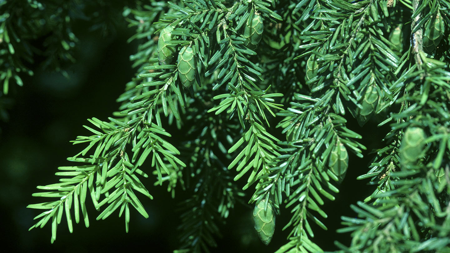Western Hemlock (Tsuga heterophylla) - Woodland Trust