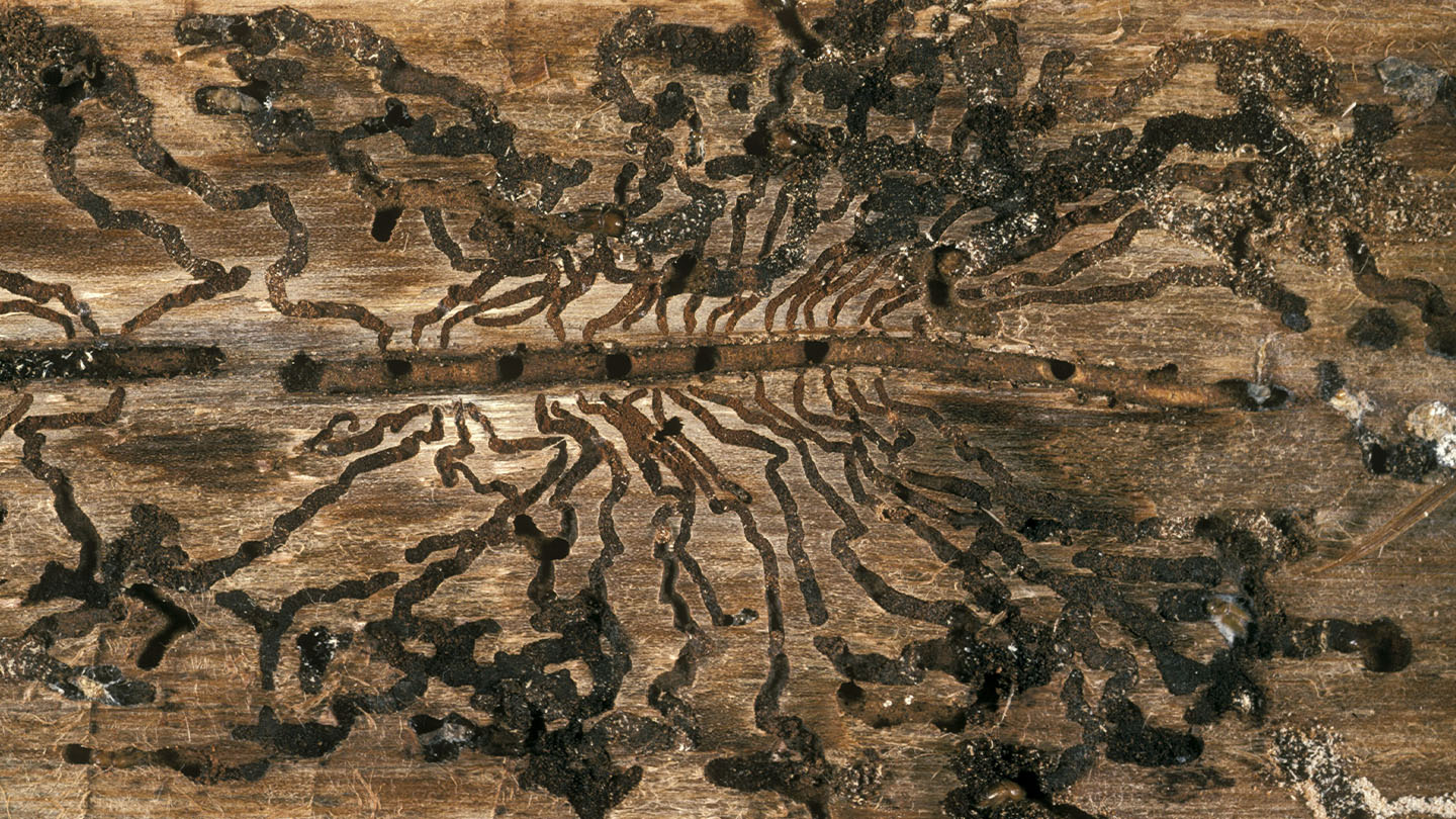 Eight-Toothed Spruce Bark Beetle - Woodland Trust