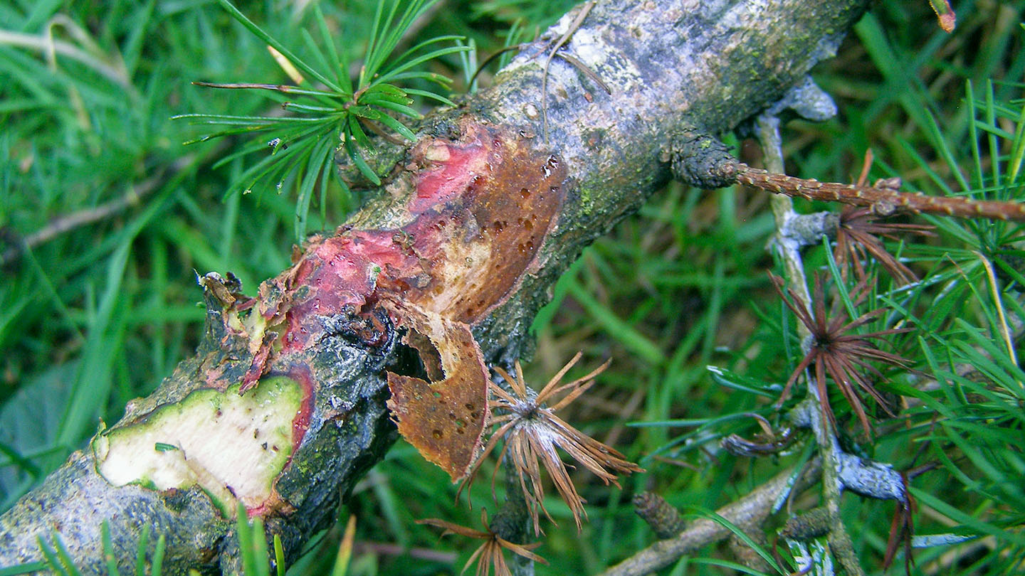 Common symptoms of tree pests & diseases - Woodland Trust - Woodland Trust