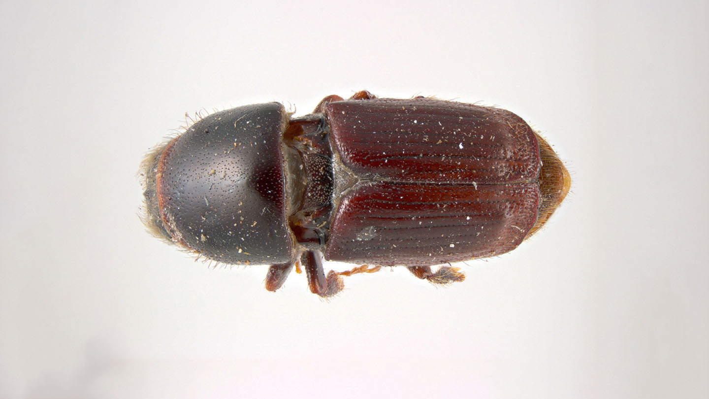 Bronze Birch Borer - Tree Pests - Woodland Trust