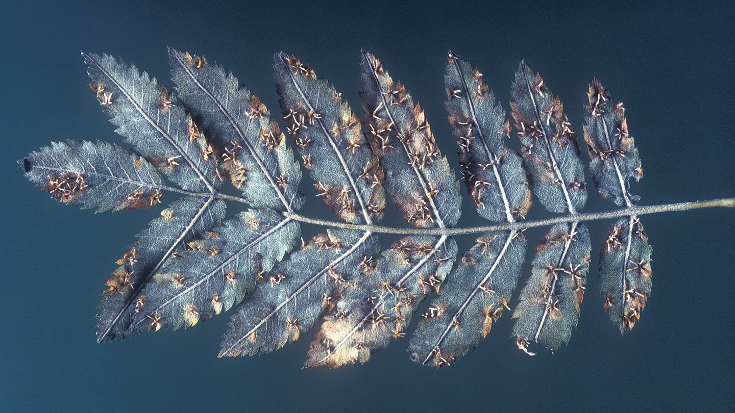 European Mountain Ash Ringspot-Associated Virus - Woodland Trust