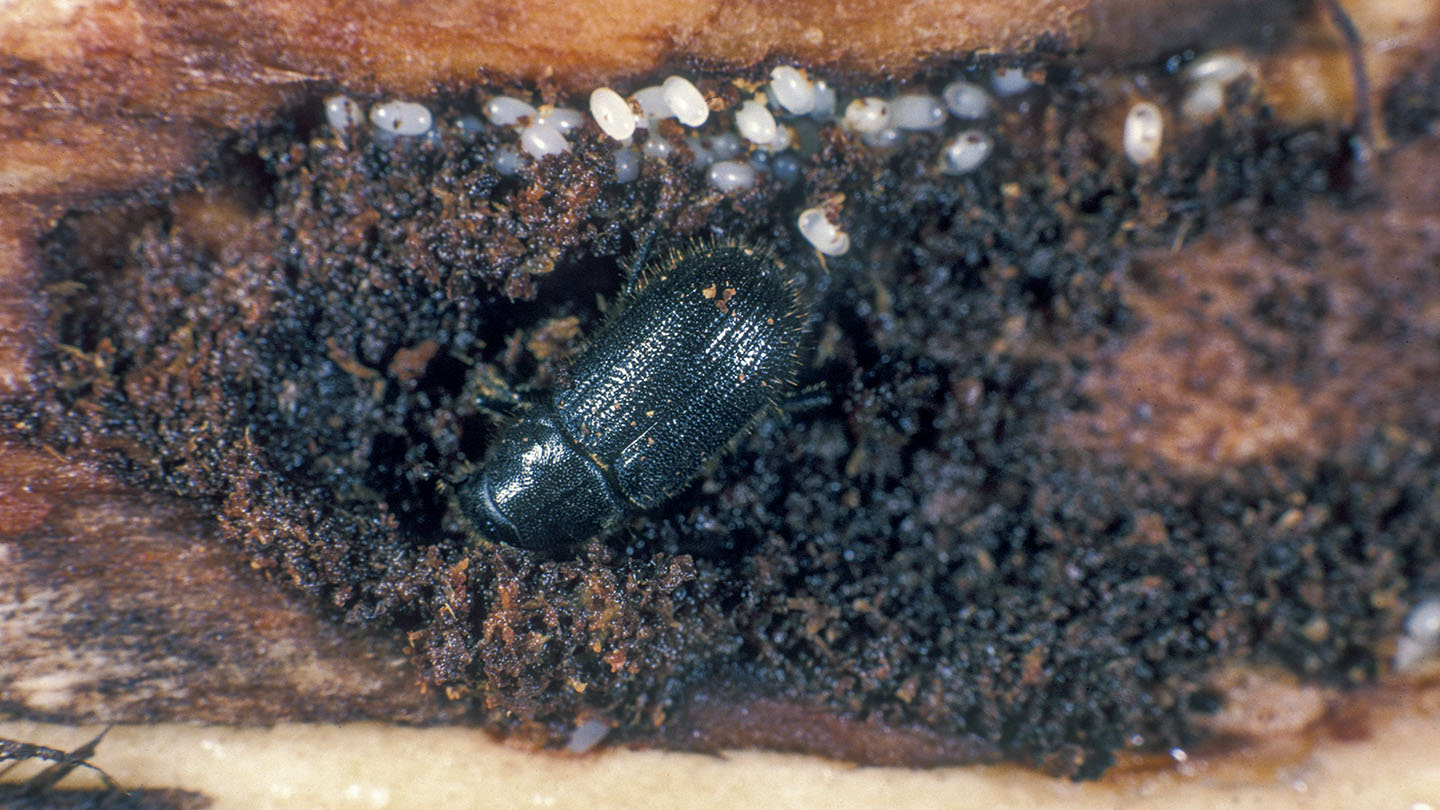 Great Spruce Bark Beetle (D. micans) - Woodland Trust