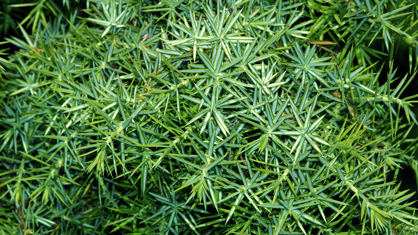 Juniper (Juniperus communis) - British Trees - Woodland Trust