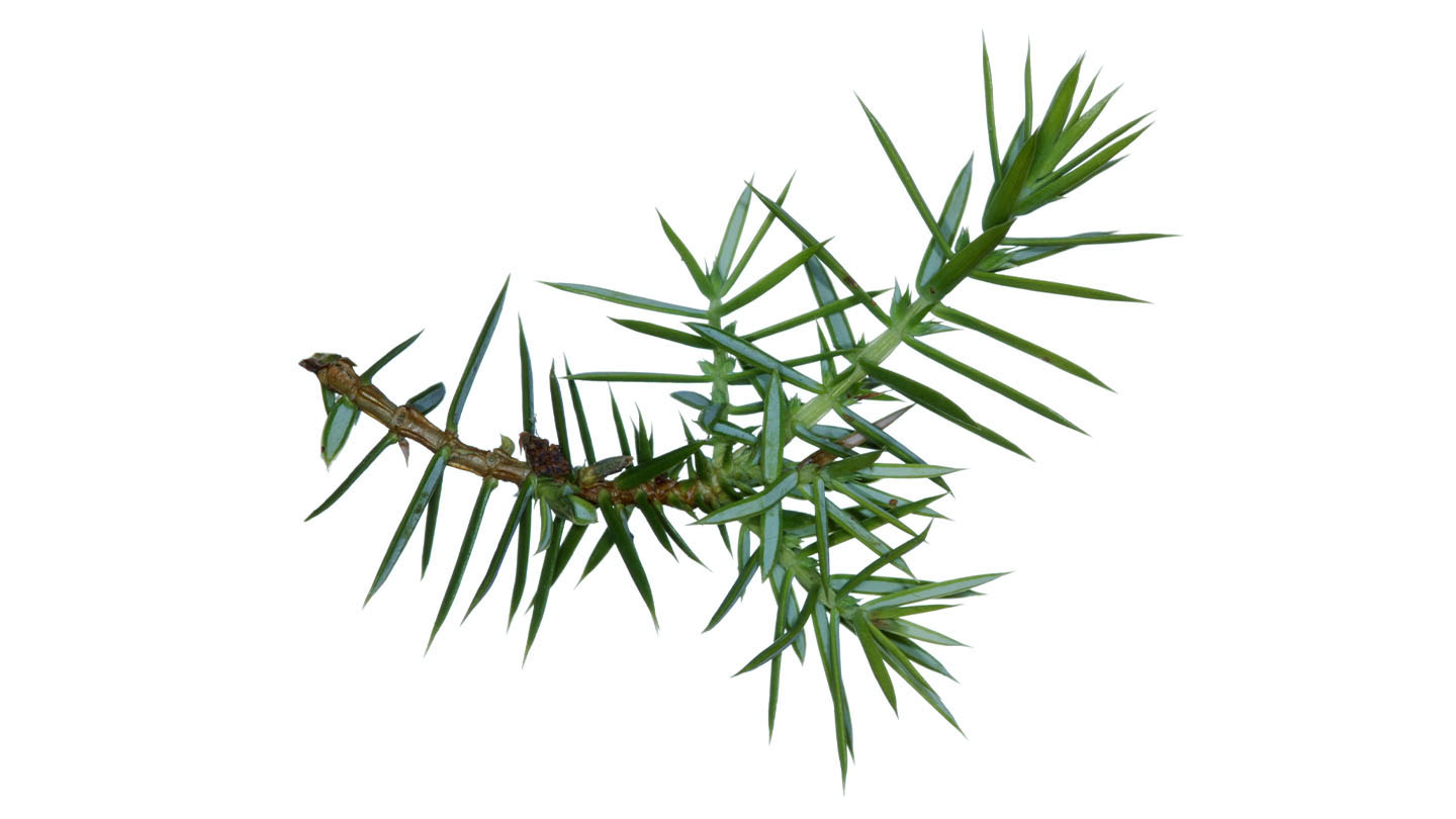 Juniper (Juniperus communis) - British Trees - Woodland Trust