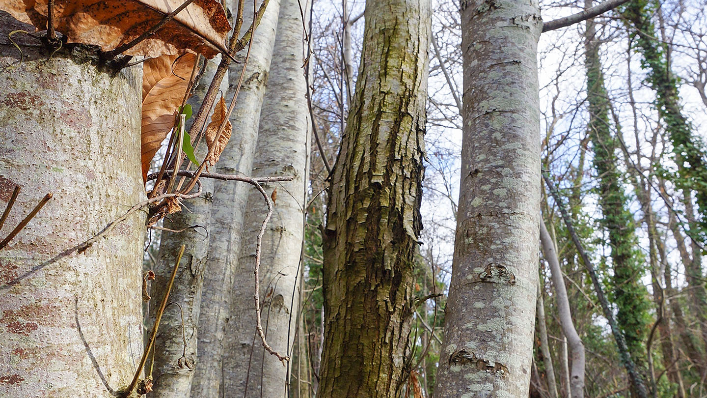 Sweet Chestnut Blight (C. parasitica) - Woodland Trust