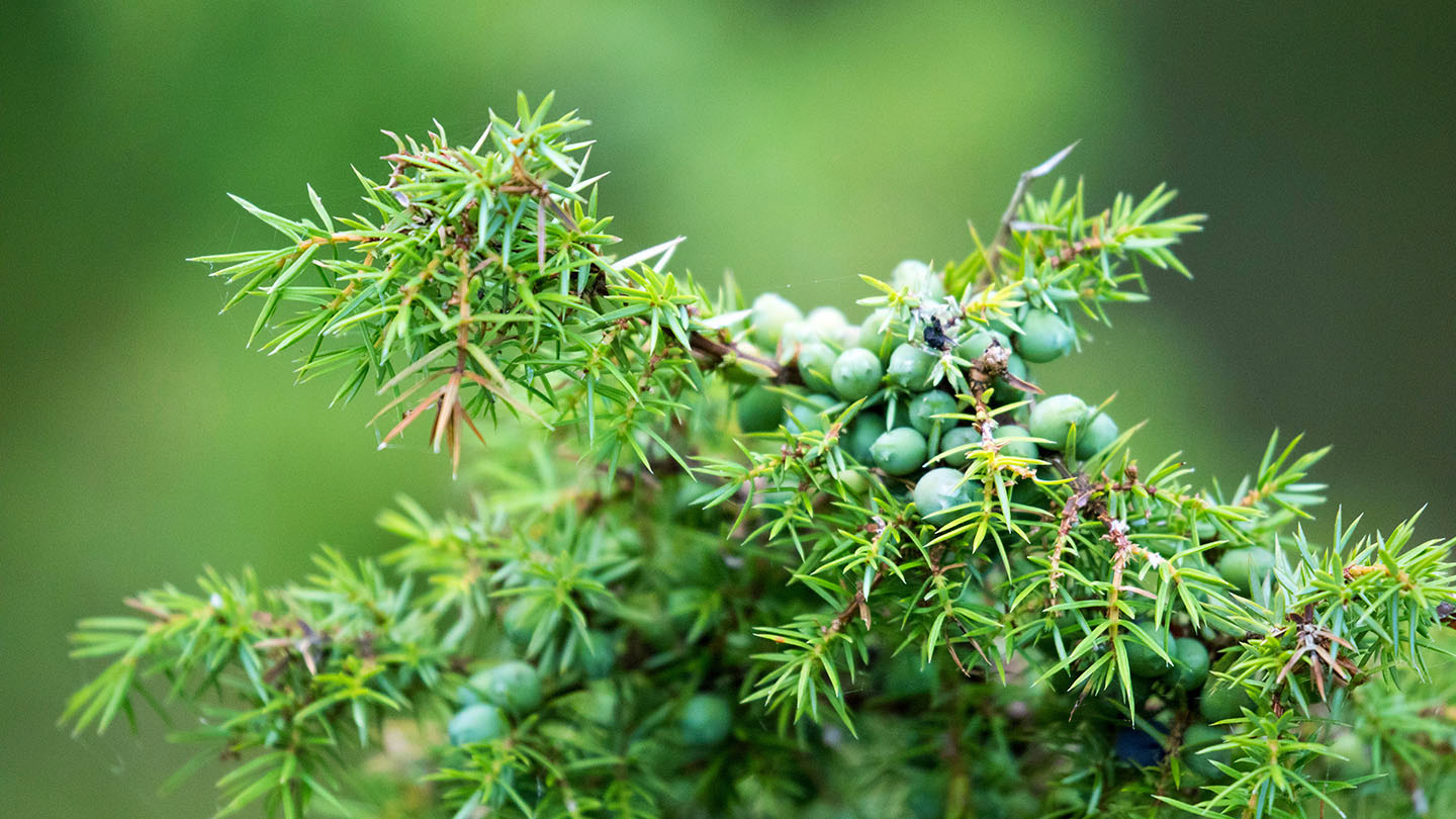 Juniper (Juniperus communis) - British Trees - Woodland Trust