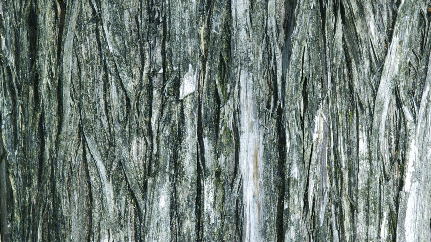 Juniper (Juniperus communis) - British Trees - Woodland Trust