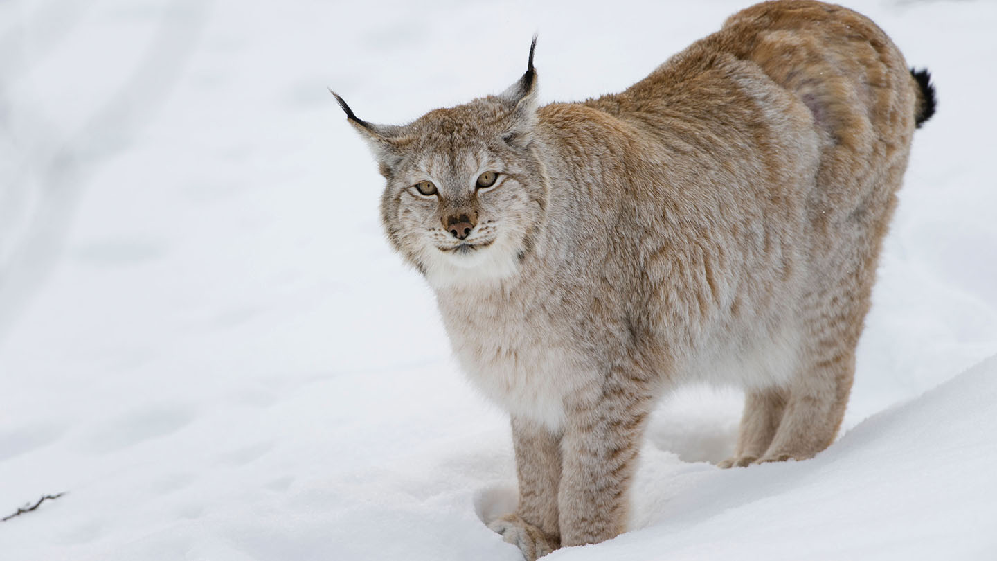 Lynx (Lynx lynx) - British Mammals - Woodland Trust