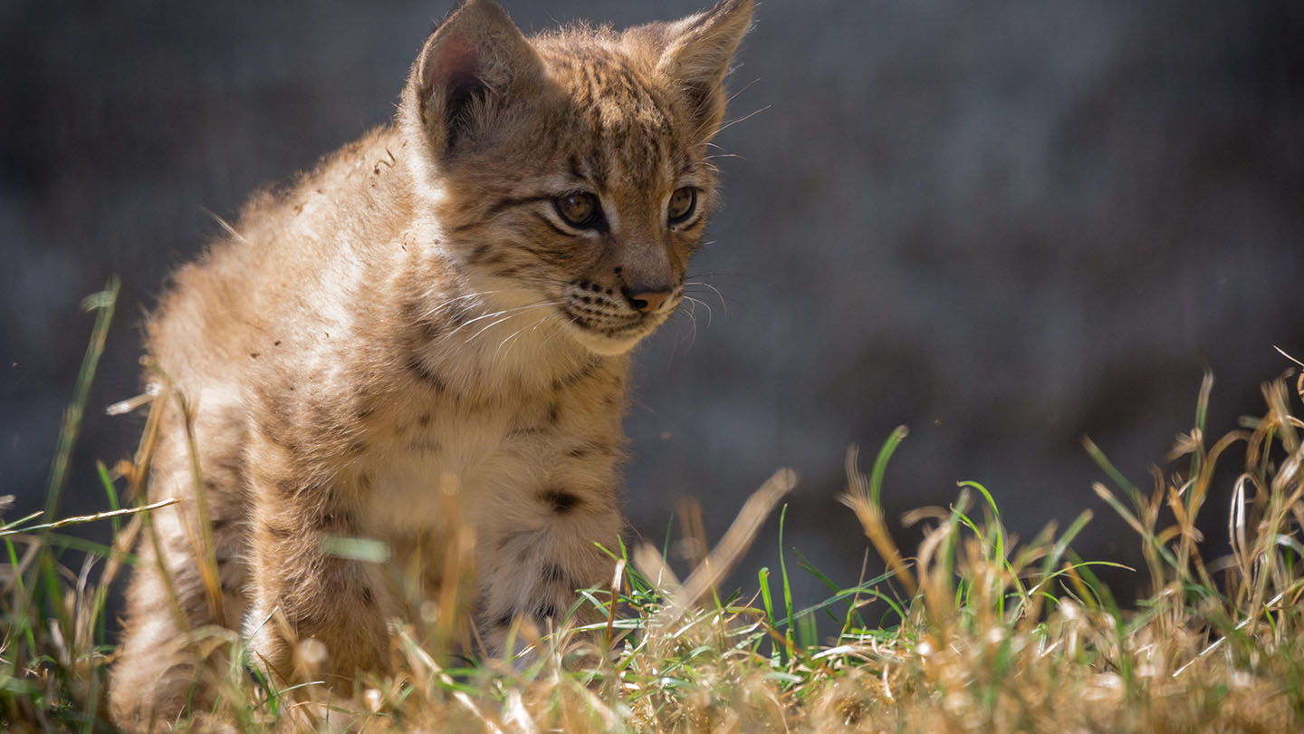 Lynx (Lynx lynx) - British Mammals - Woodland Trust