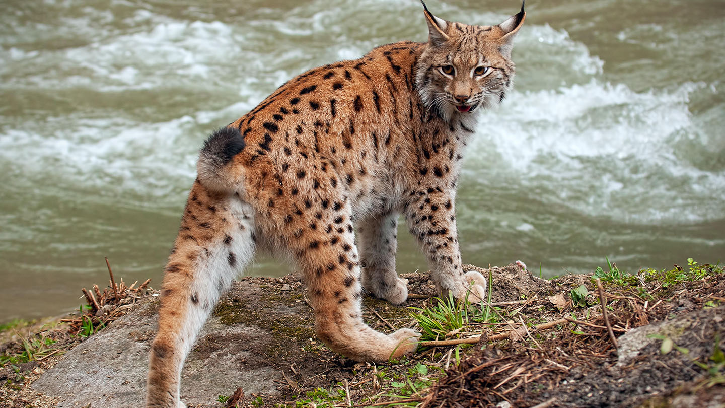 Lynx (Lynx lynx) - British Mammals - Woodland Trust