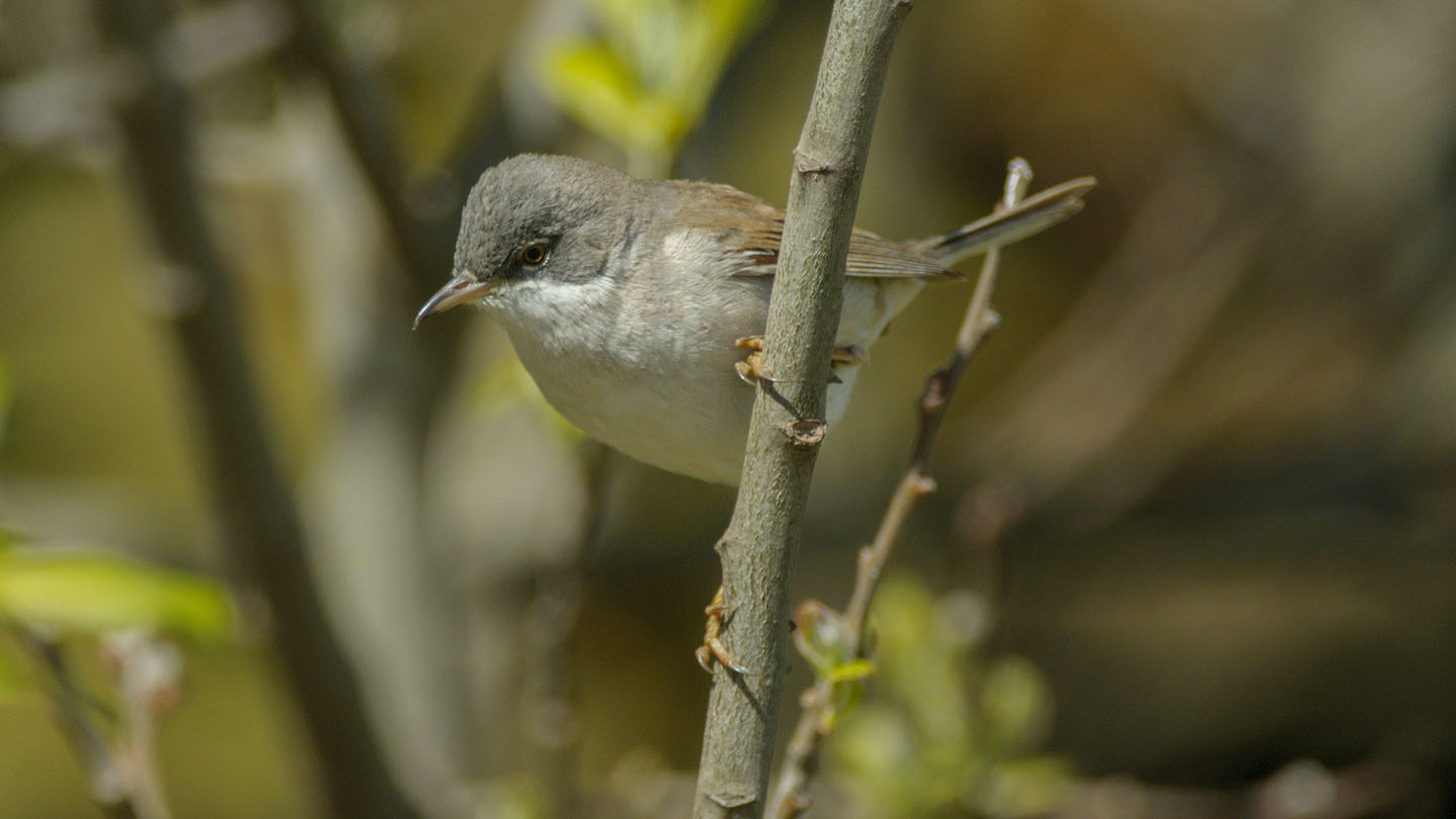 Whitethroat (Sylvia communis) - British Birds - Woodland Trust