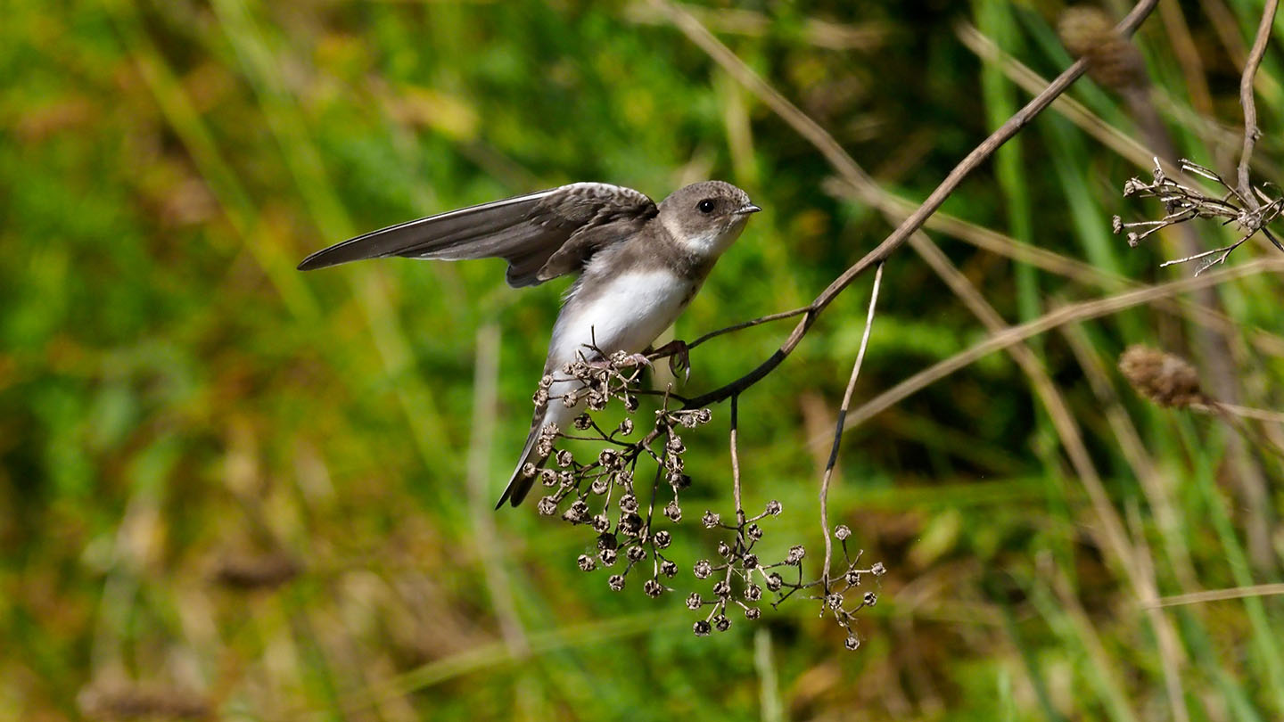 Sand Martin (Riparia riparia) - British Birds - Woodland Trust