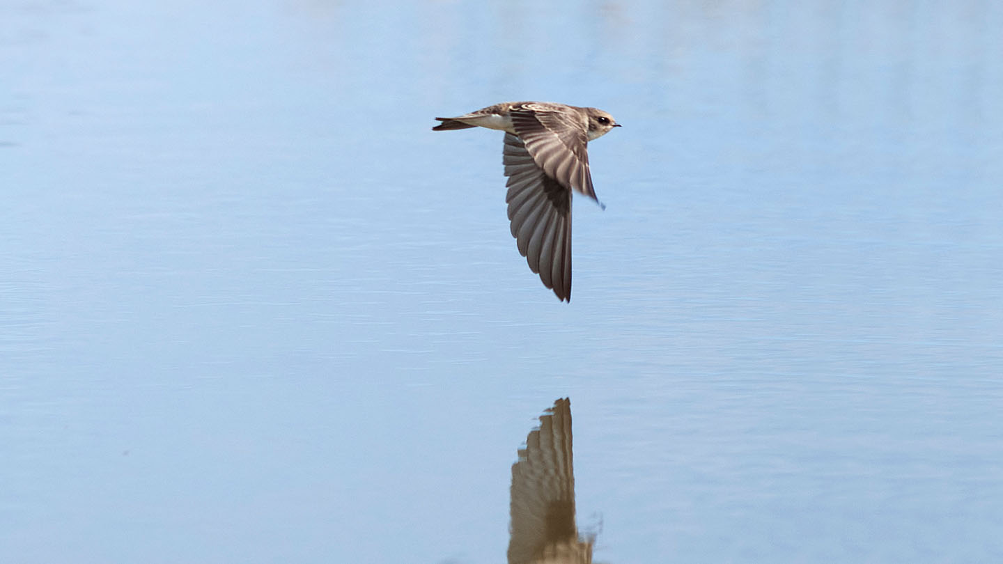 Sand Martin (Riparia riparia) - British Birds - Woodland Trust