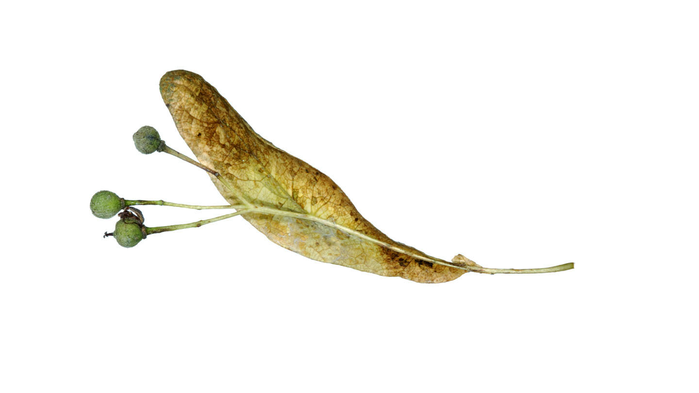Small-Leaved Lime (Tilia cordata) - Woodland Trust