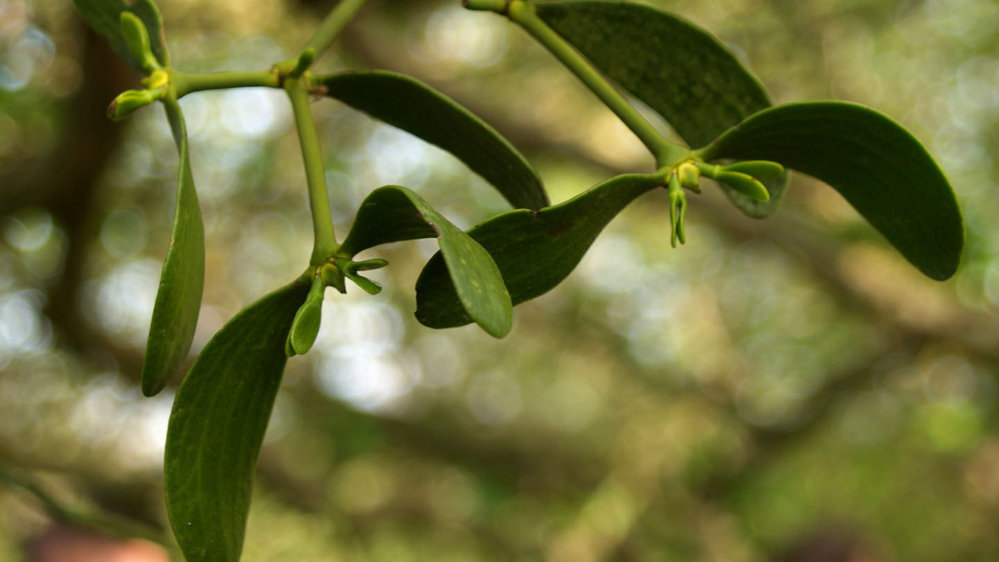 Mistletoe (Viscum album) - British Plants - Woodland Trust