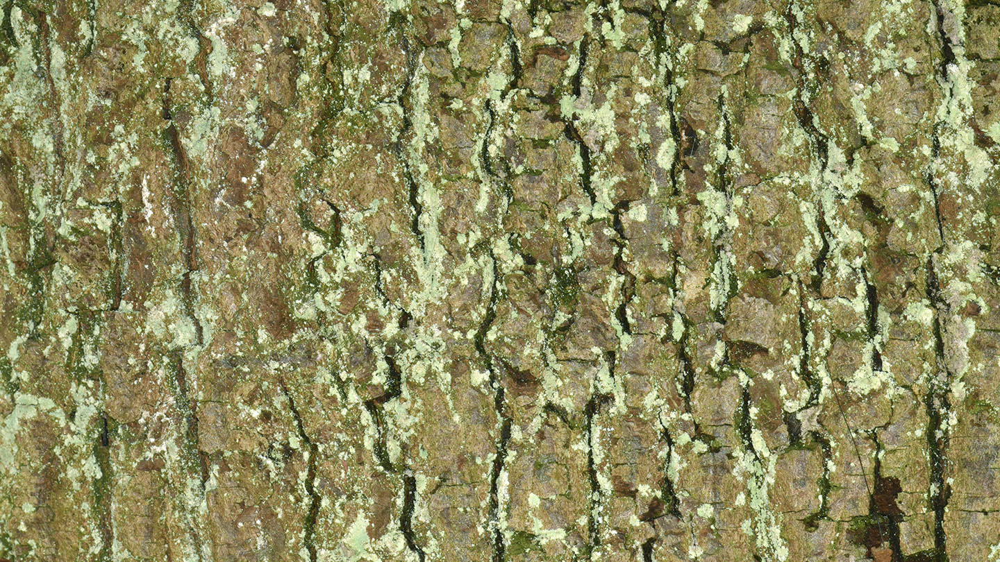 Small-Leaved Lime (Tilia cordata) - Woodland Trust